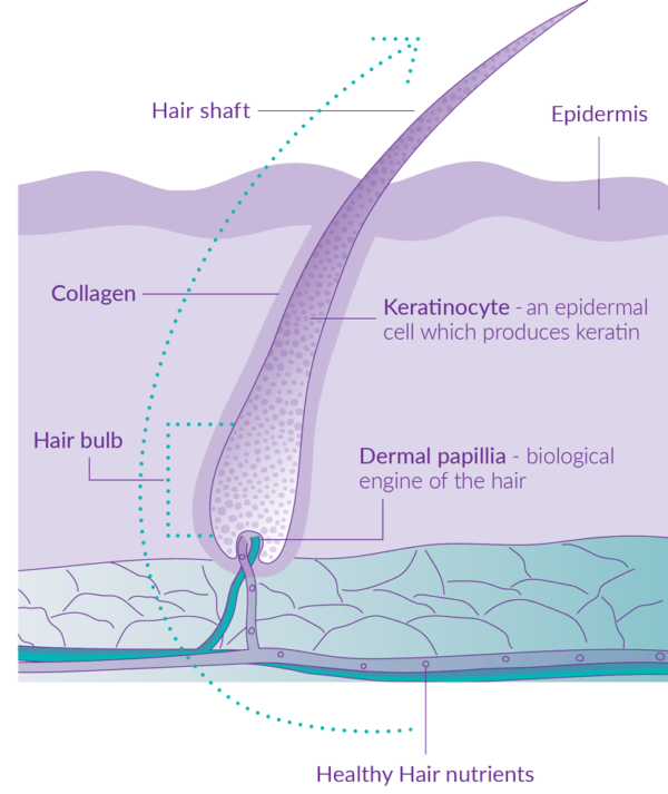 Healthy Hair - CanPrev Beauty